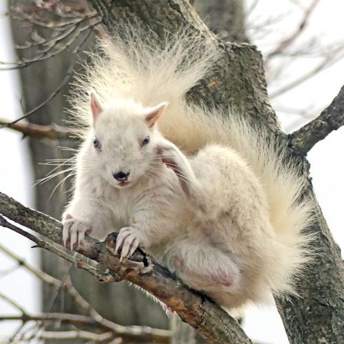 PHOTOS: Harry the white squirrel, a harbinger of spring, is back ...