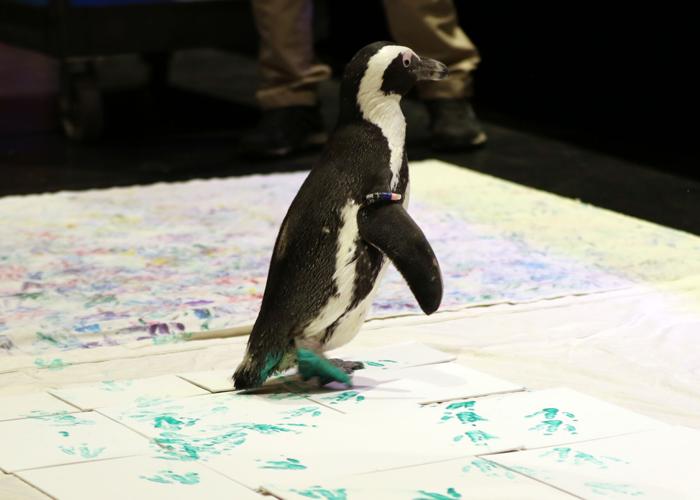 PHOTOS: 'Penguin Palooza' at the United | Daily-news-alerts ...