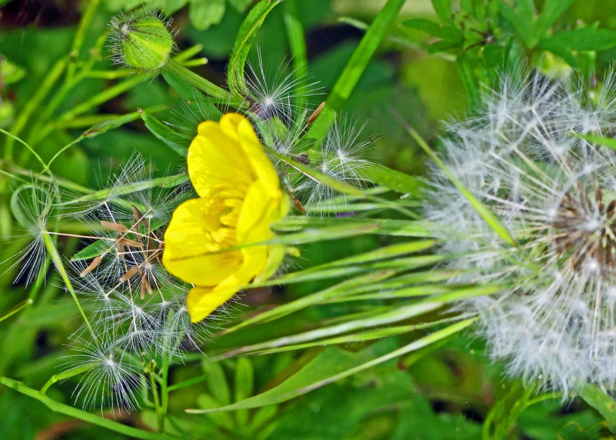 PHOTOS: Buttercups and dandelions to brighten your day | Westerly ...