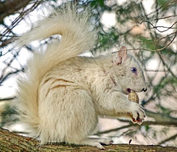 PHOTOS: Harry the white squirrel, a harbinger of spring, is back ...
