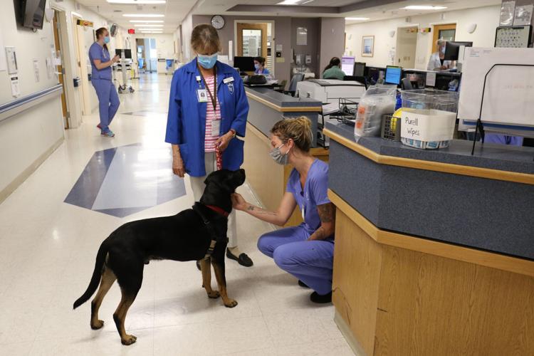 PHOTOS: Therapy dogs return to Westerly Hospital | Westerly ...