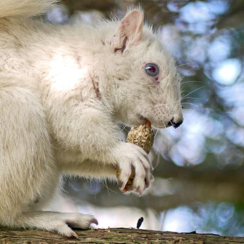 PHOTOS: Harry the white squirrel, a harbinger of spring, is back ...
