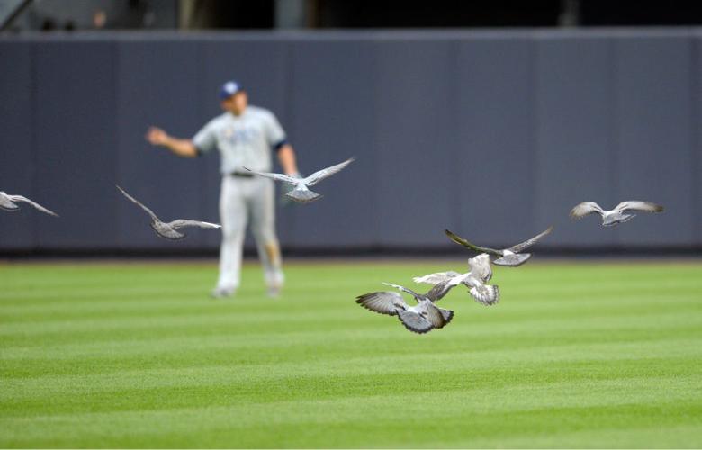 Pigeon Power: Birds swoop into stadium, Yankees fly high | Sports ...