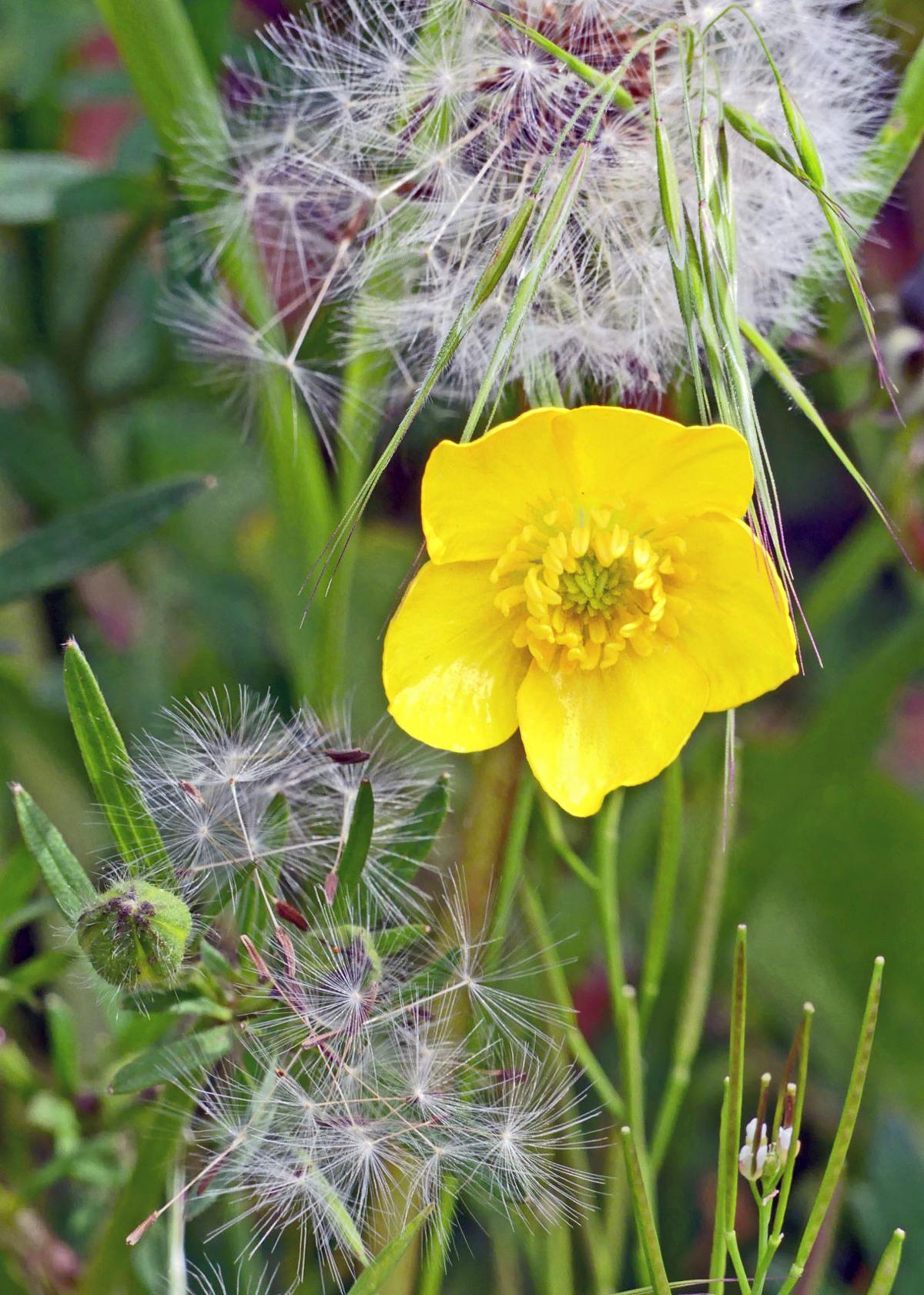 PHOTOS: Buttercups and dandelions to brighten your day | Westerly ...