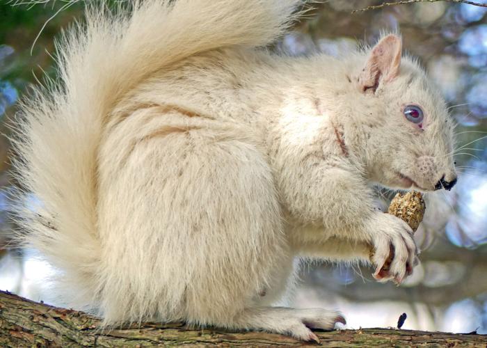 PHOTOS: Harry the white squirrel, a harbinger of spring, is back ...