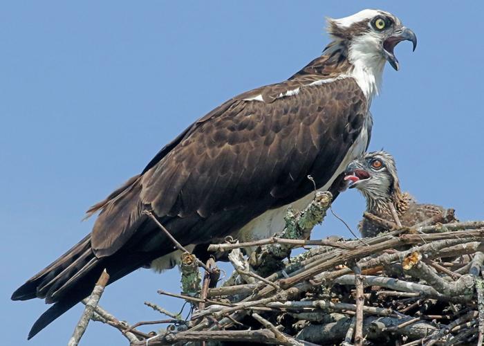PHOTOS: Tending to the (osprey) chicks in Stonington | Stonington ...