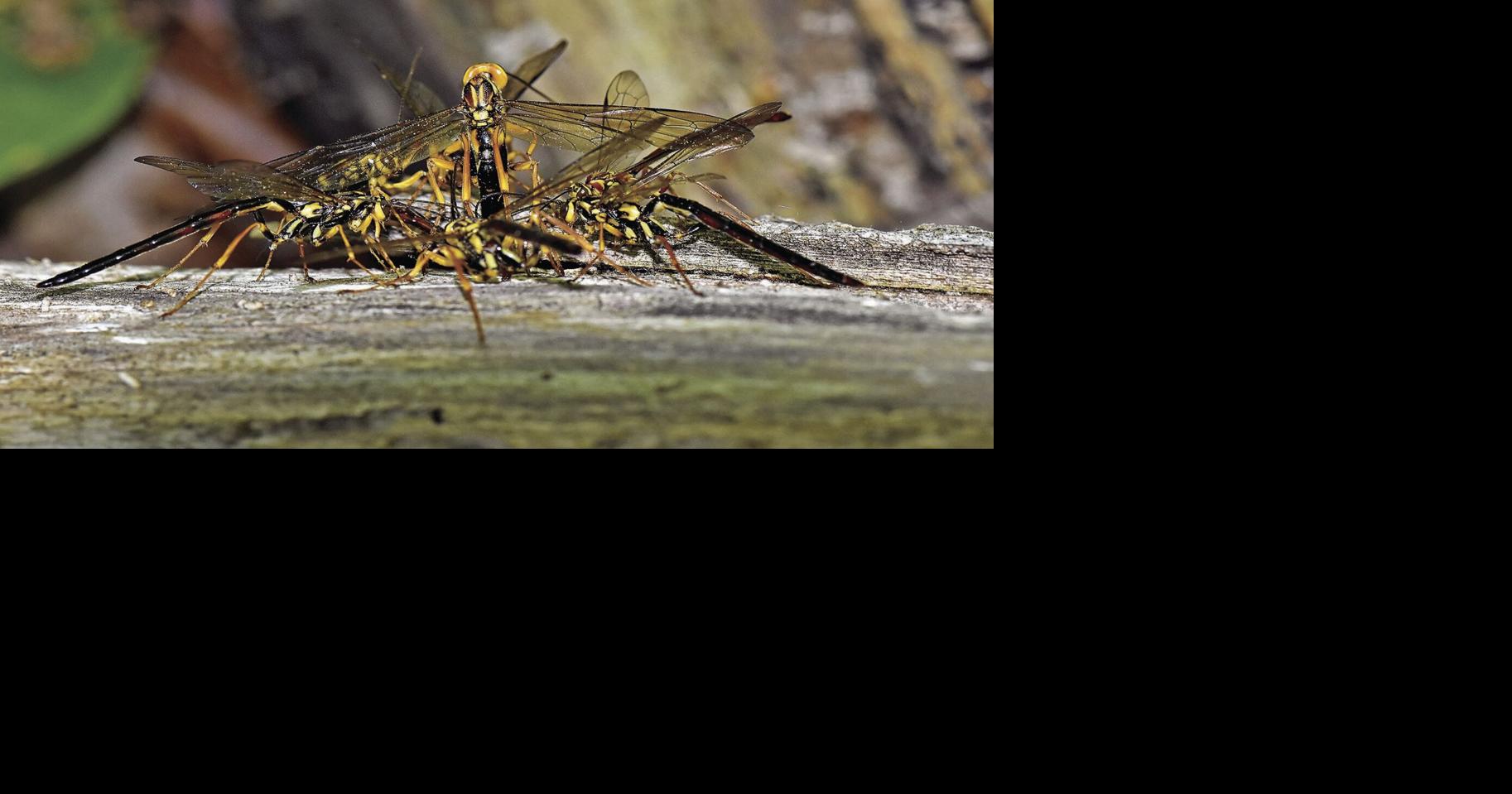 The Naturalist's Journal: A precious nursery continues to nurture ...