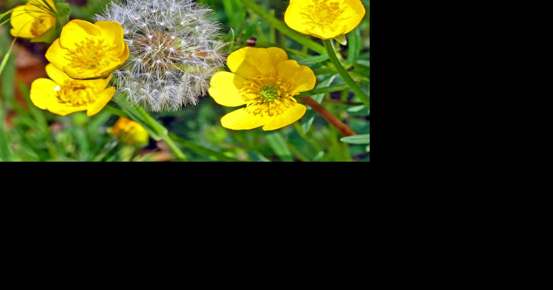 PHOTOS: Buttercups and dandelions to brighten your day | Westerly ...