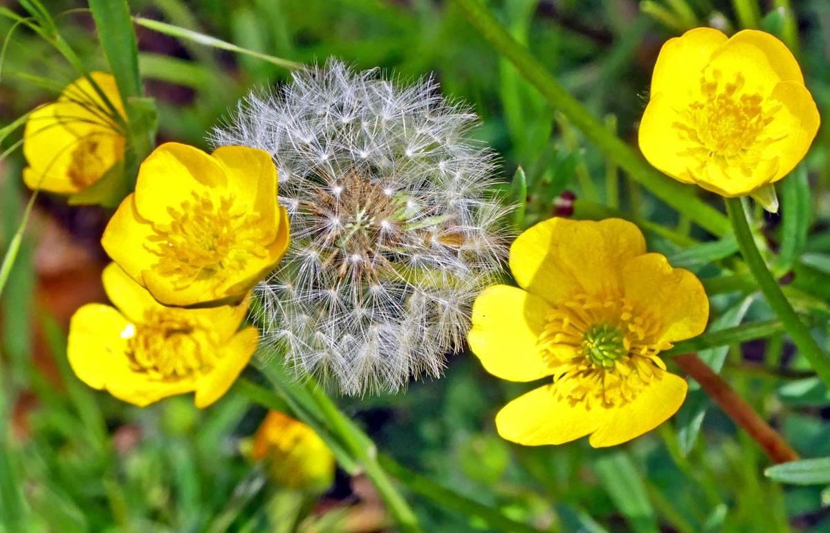 PHOTOS: Buttercups and dandelions to brighten your day | Westerly ...