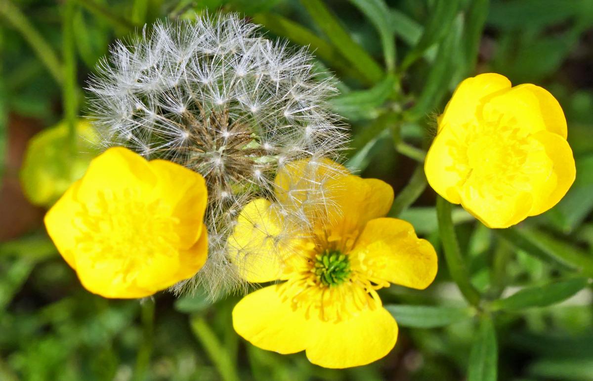 PHOTOS: Buttercups and dandelions to brighten your day | Westerly ...