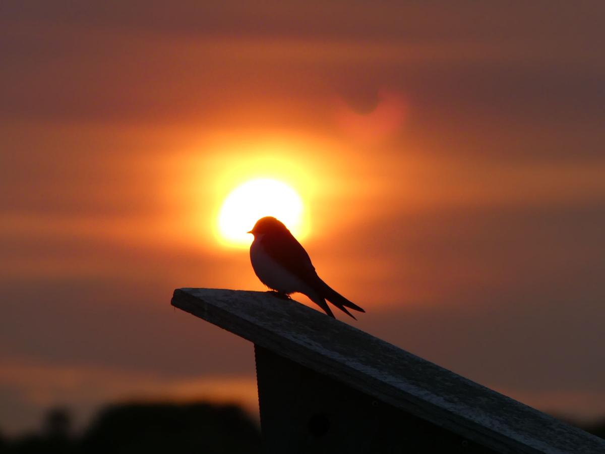 PHOTOS: Swallow at sunset | Westerly | thewesterlysun.com