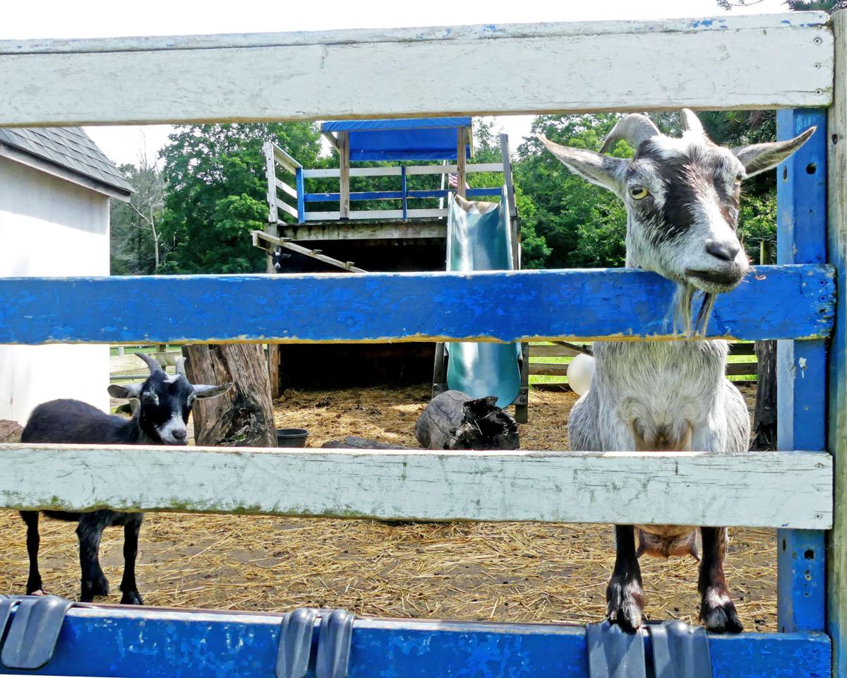 Farm scavenger hunt showcases Rhode Island Growers | Richmond ...