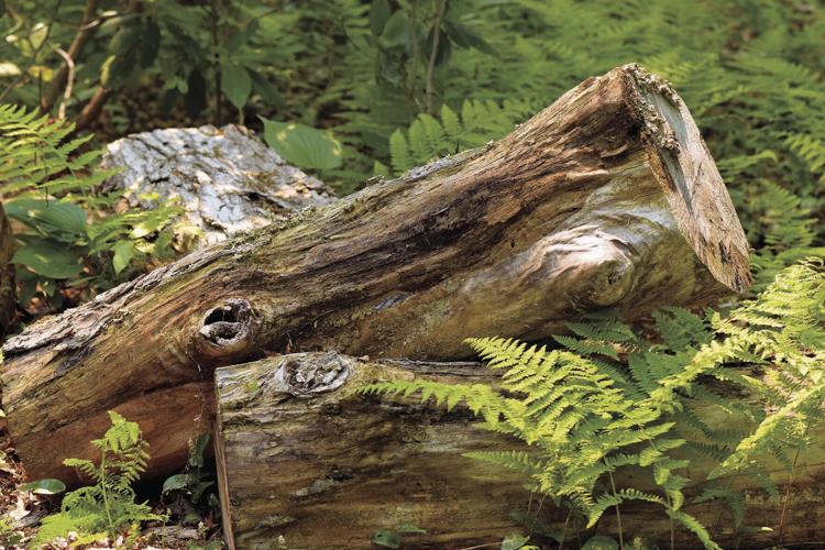 The Naturalist's Journal: A precious nursery continues to nurture ...