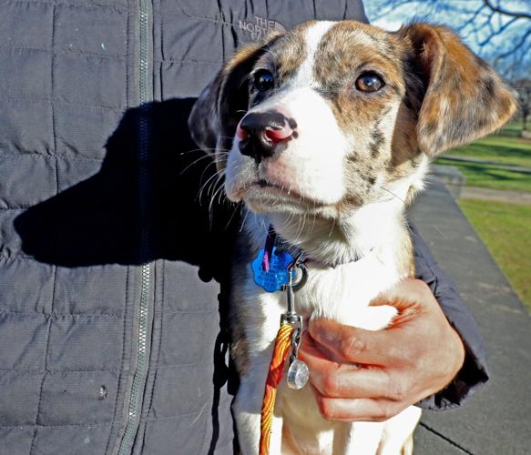 Geoffrey Goodman is saving animals, one vanful at a time | Westerly ...