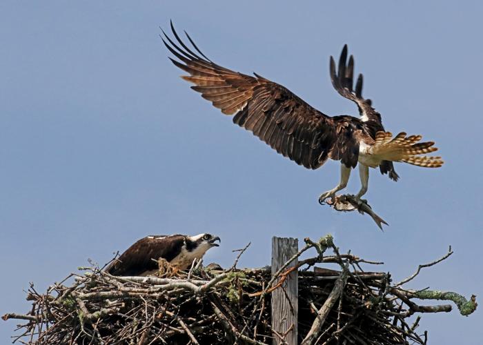 PHOTOS: Tending to the (osprey) chicks in Stonington | Stonington ...