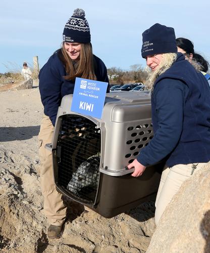 PHOTOS: A happy send off for Kiwi the seal | Westerly | thewesterlysun.com