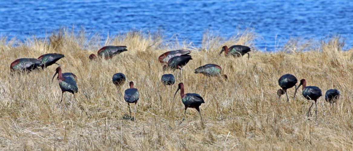 PHOTOS: Majestic flight of the glossy ibis | Stonington ...