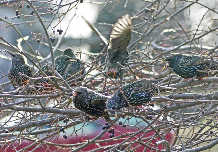 PHOTOS: Birds eating berries in the trees | News | thewesterlysun.com