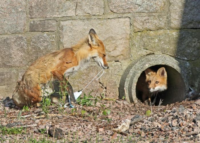 PHOTOS: Family of foxes hanging out in their drainage-pipe den ...
