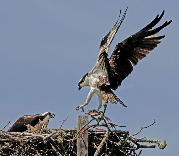 PHOTOS: Tending to the (osprey) chicks in Stonington | Stonington ...