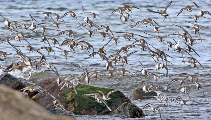 PHOTOS: A frolicking flock of sandpipers along the shore | Westerly ...