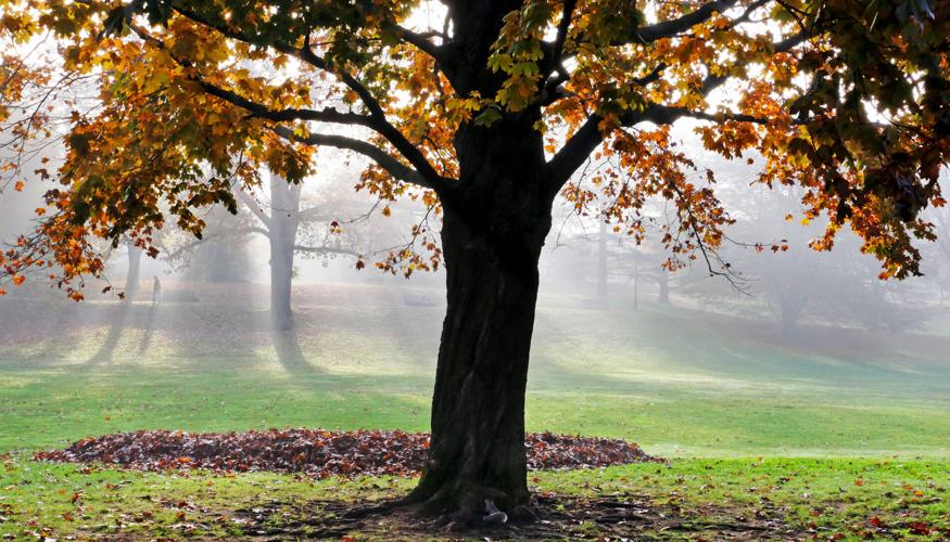 PHOTOS: Flashing back to a misty autumn morning in Wilcox Park ...