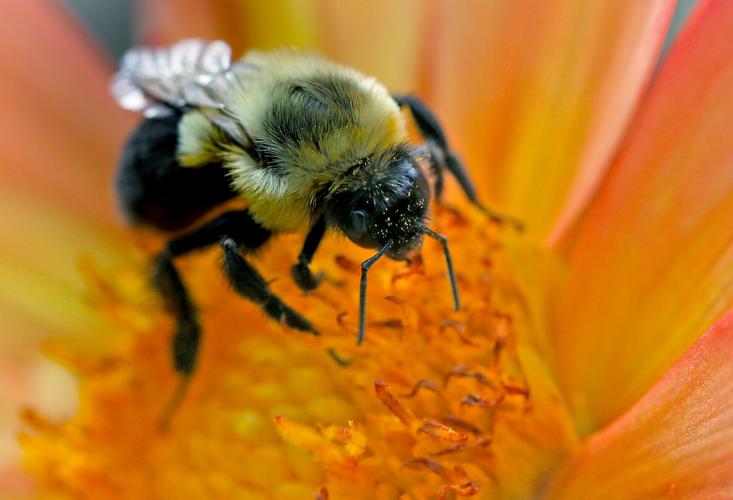 PHOTOS: A very happy bumblebee | Westerly | thewesterlysun.com