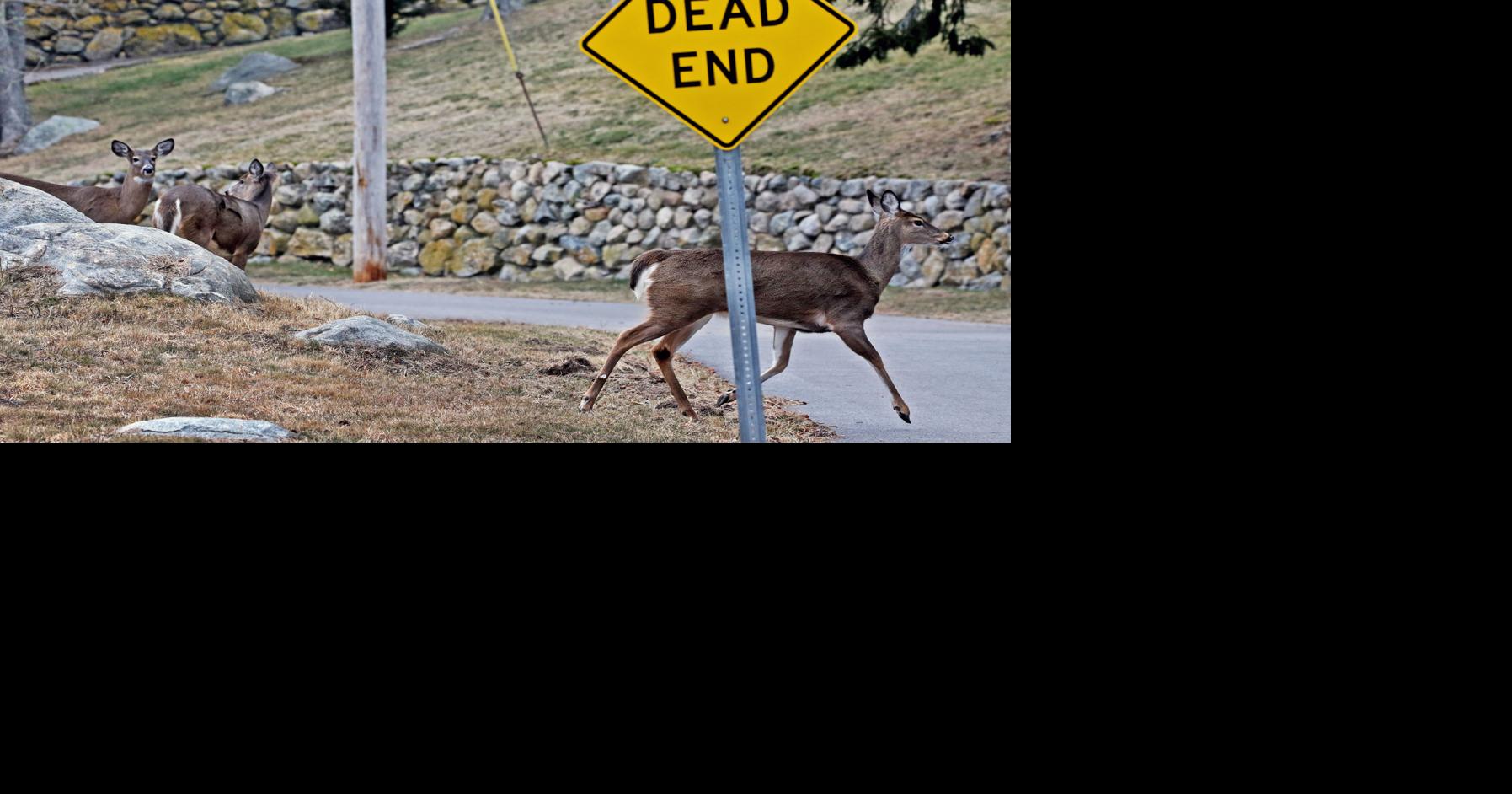 Rhode Island deer hunting permits now available for purchase | Westerly ...