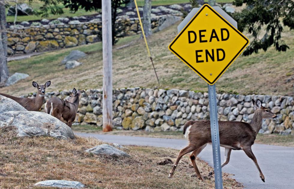 Rhode Island deer hunting permits now available for purchase | Westerly ...