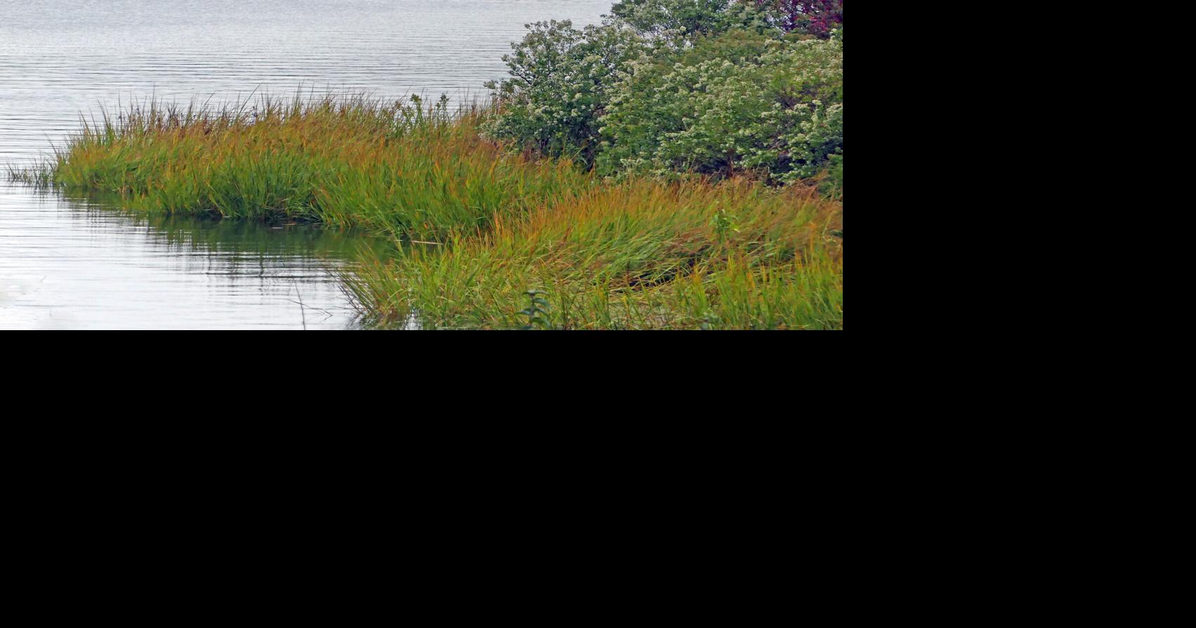 PHOTO: Paddling down the Pawcatuck River | Westerly | thewesterlysun.com