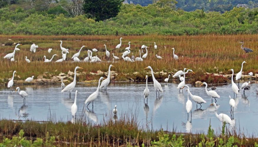 PHOTOS: A bird summit on Winnapaug Pond | Westerly | thewesterlysun.com
