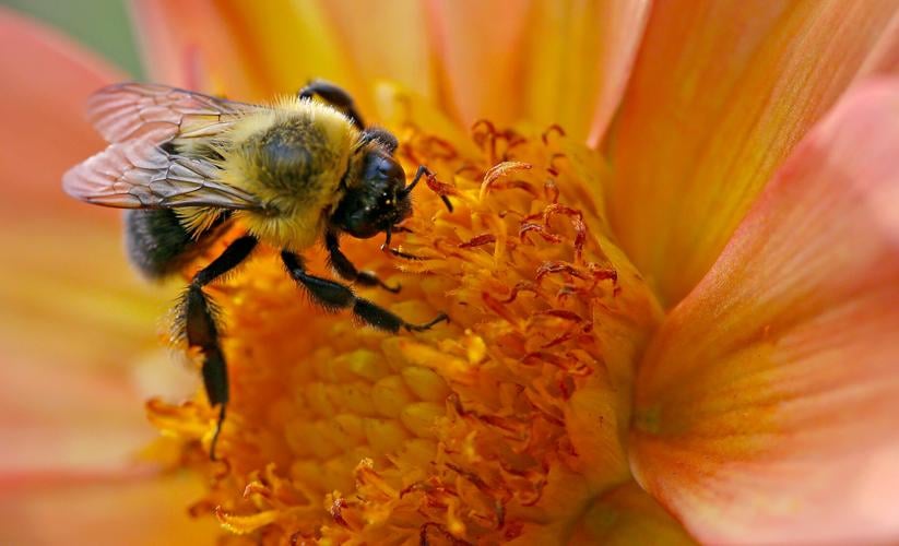 PHOTOS: A very happy bumblebee | Westerly | thewesterlysun.com