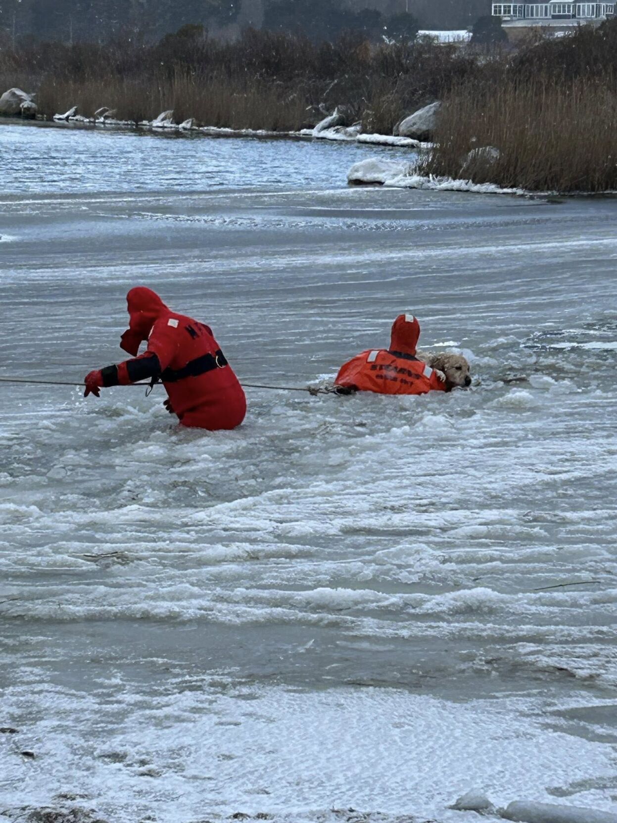 Phoenix the yellow Lab rescued from Misquamicut pond on New Year's Day ...