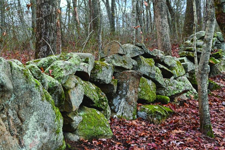 The Naturalist's Journal: The Naturalist finds gold in the email inbox ...