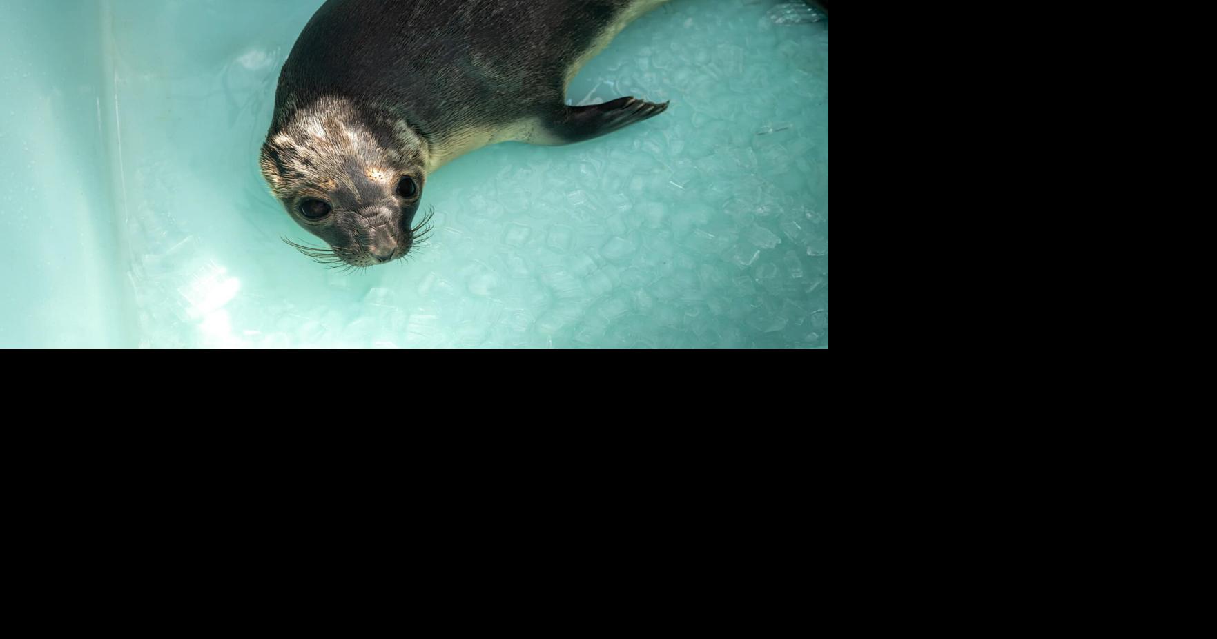 Aquarium caring for rare hooded seal that ate rocks | Stonington ...