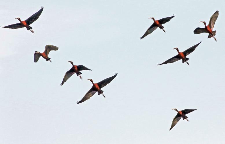 PHOTOS: Majestic flight of the glossy ibis | Stonington ...