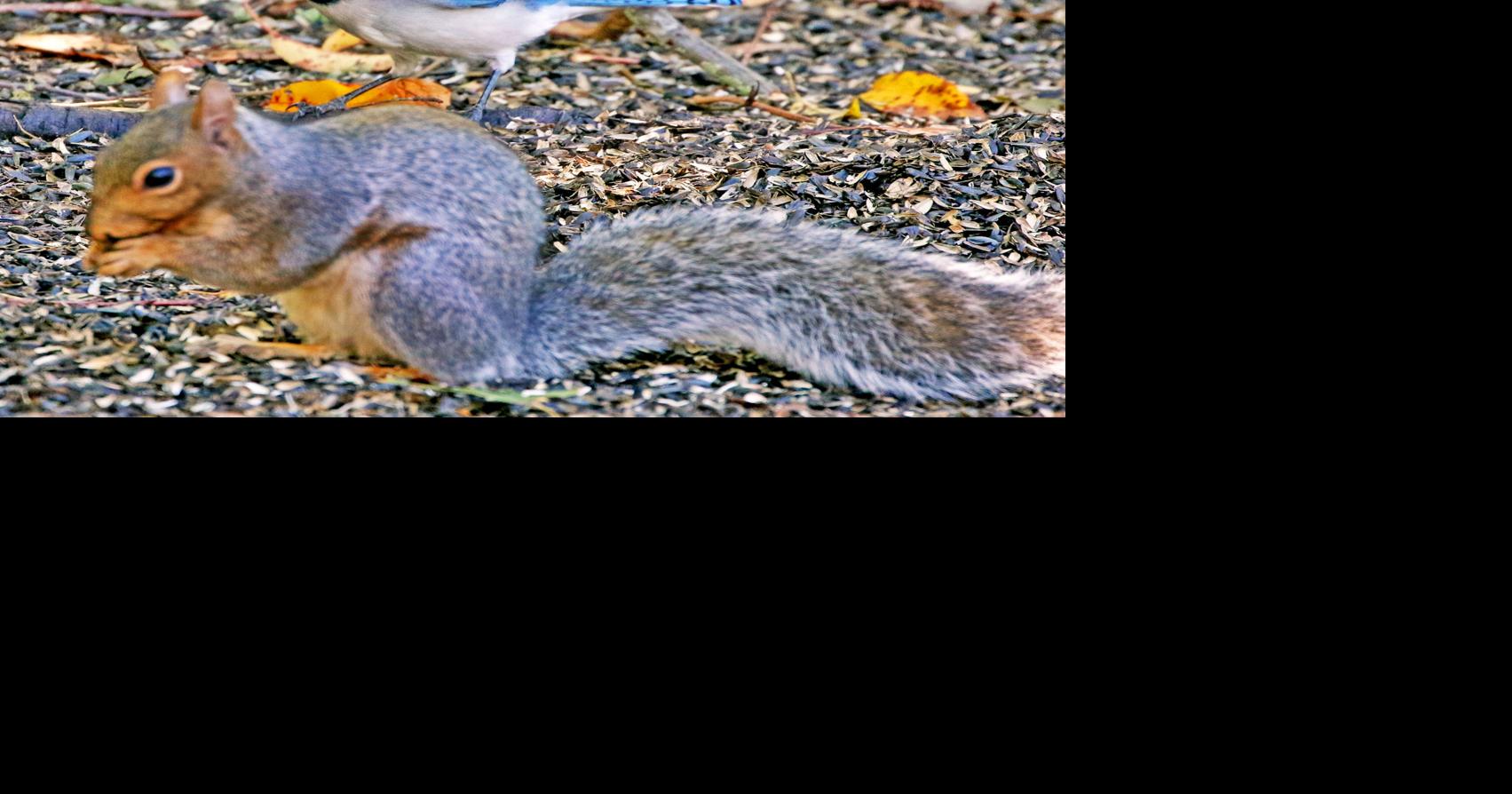 blue jay fighting squirrel