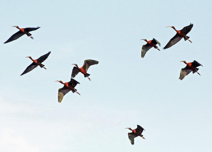 PHOTOS: Majestic flight of the glossy ibis | Stonington ...