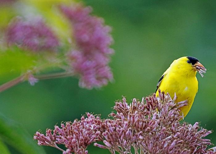 PHOTOS: American Goldfinches | Daily-news-alerts | thewesterlysun.com