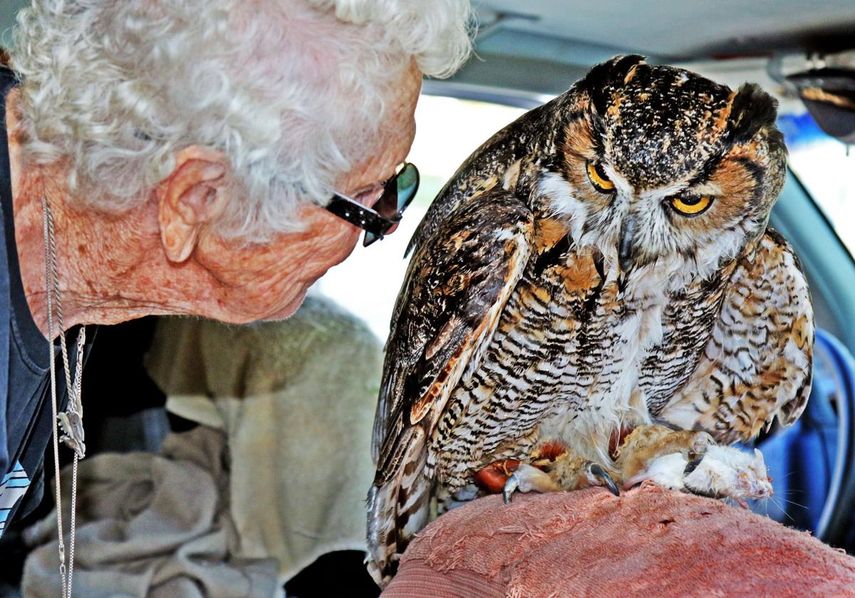 'The Eagle Lady' says goodbye to an old friend | Stonington ...