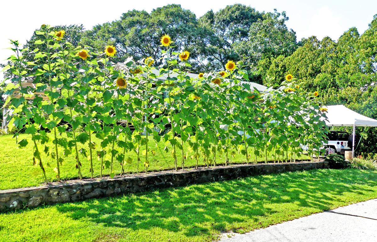 PHOTO: Reaching toward the sun in Pawcatuck | Stonington ...