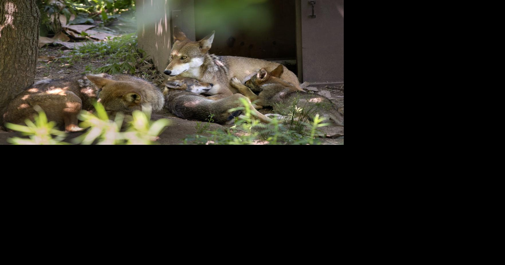 Endangered red wolves need space to stay wild — humans stand in the way ...