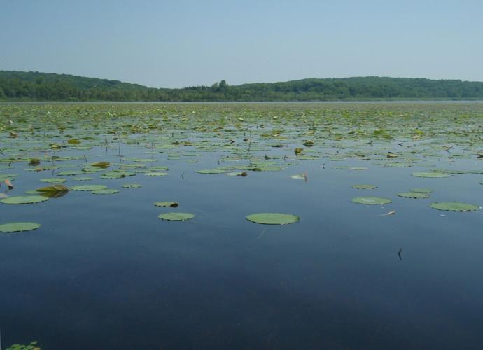 Chapman Pond management plan gets underway | Westerly | thewesterlysun.com
