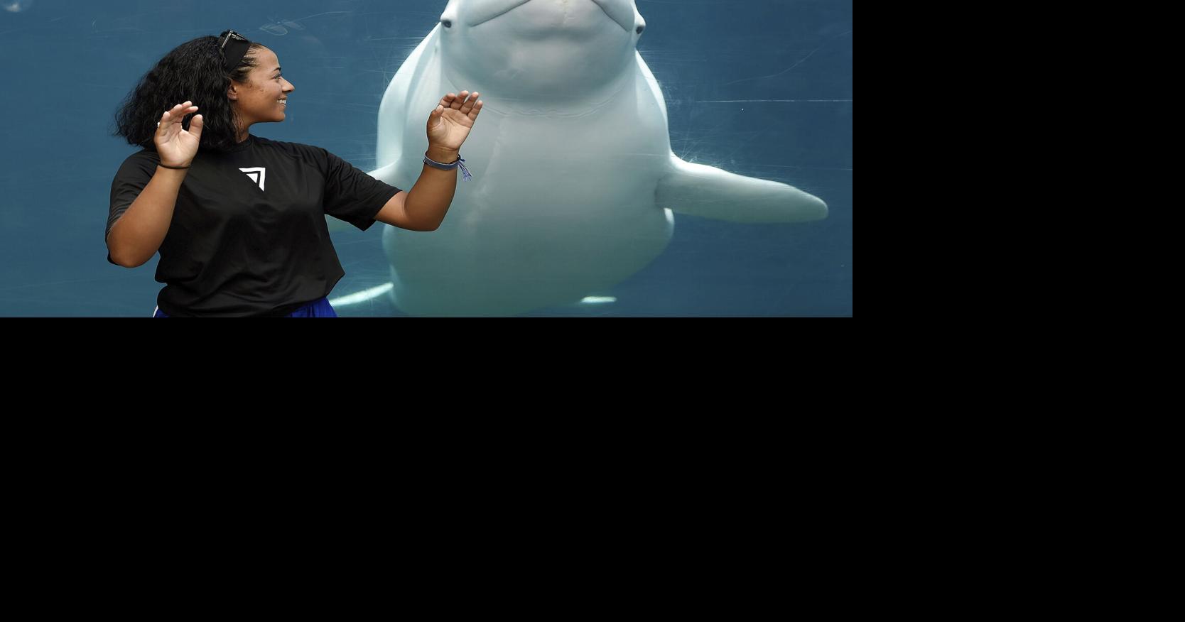 Mystic Aquarium chief scientist presents on beluga whale conservation ...