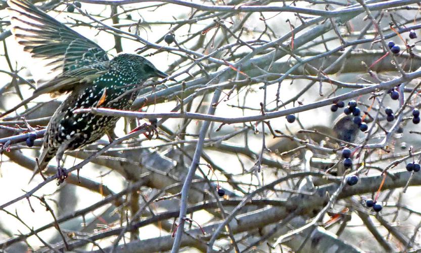 PHOTOS: Birds eating berries in the trees | News | thewesterlysun.com