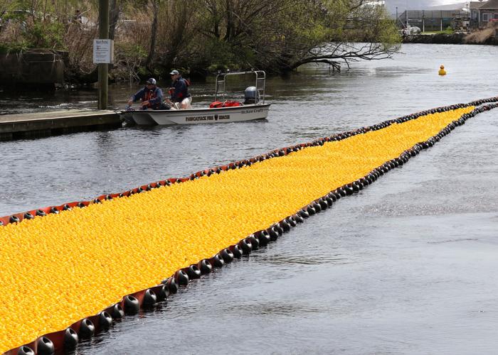PHOTOS: 2024 Westerly-Pawcatuck Duck Race | Westerly | thewesterlysun.com
