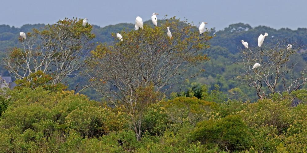PHOTOS: A bird summit on Winnapaug Pond | Westerly | thewesterlysun.com