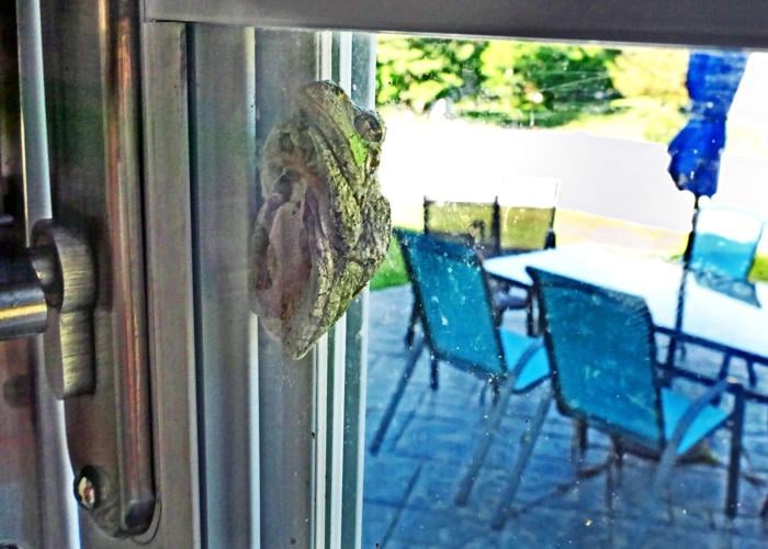 PHOTOS: Frog in a bind | Stonington | thewesterlysun.com