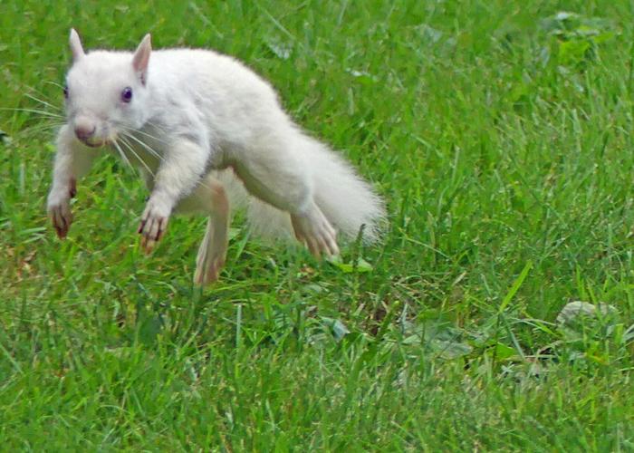 PHOTOS: Going nuts with Harry the squirrel in Wilcox Park | Westerly ...
