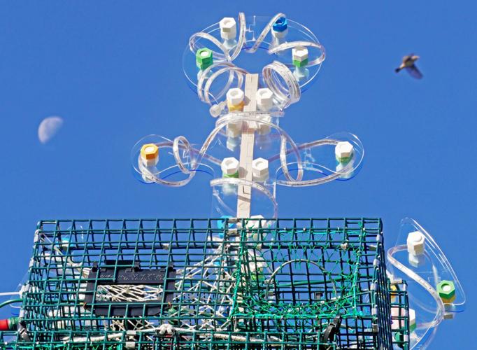 PHOTOS: Moon over Lobster Trap Tree | Stonington | thewesterlysun.com